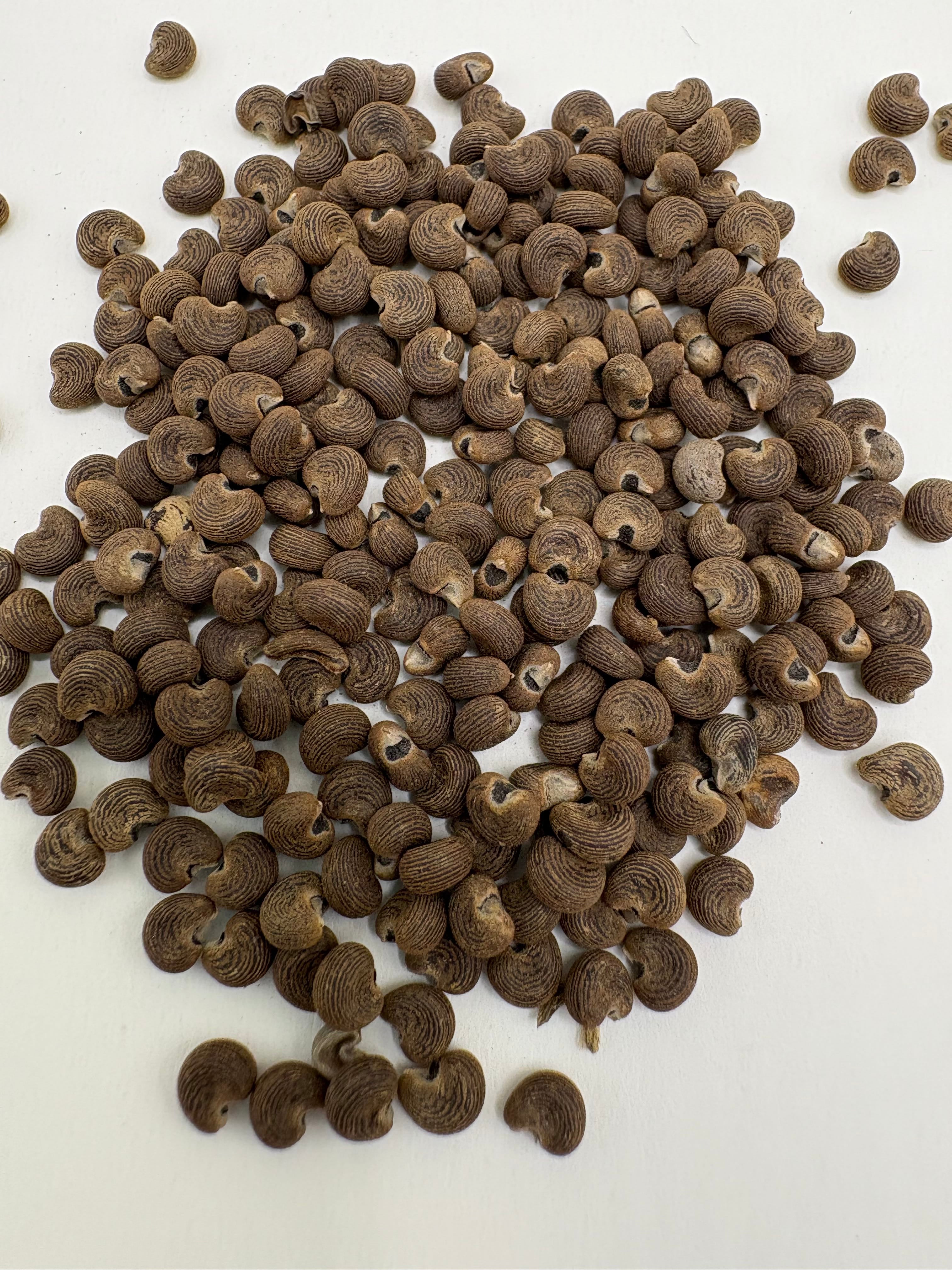 Musk Seeds (Ambrette) – 1 oz – India – YENology®